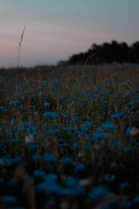 Blue Aesthetic Dusky Blue Aesthetics Hd Phone Wallpaper Pxfuel