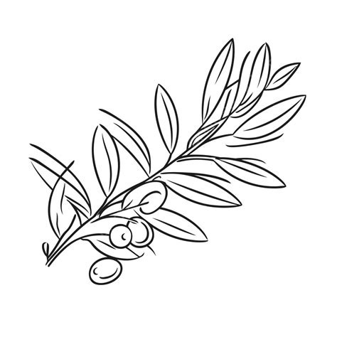 Olive Branch Doodle Coloring Sheet Outline Sketch Drawing Vector Wing