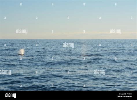 North Atlantic Right Whale Fishing Hi Res Stock Photography And Images