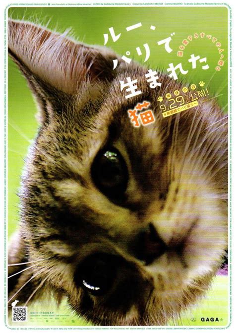 Chirashi Other Countries Movies A Cat S Life Mon Chat Et Moi