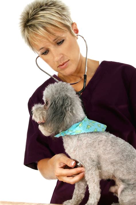 Vet Tech Career Pet Care Careers