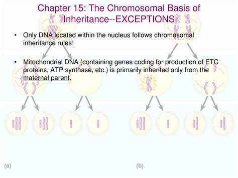 Ppt Chapter The Chromosomal Basis Of Inheritance Powerpoint