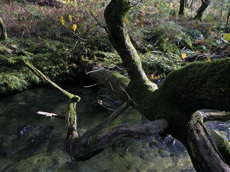 Fotos gratis árbol naturaleza bosque pantano desierto rama
