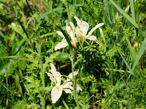 Geography Of Superblooms In The United States Geography Realm