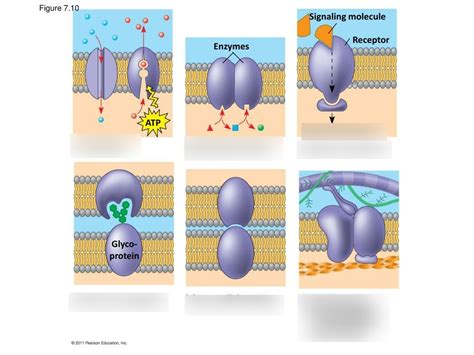 Labeling Membrane Proteins Diagram Quizlet