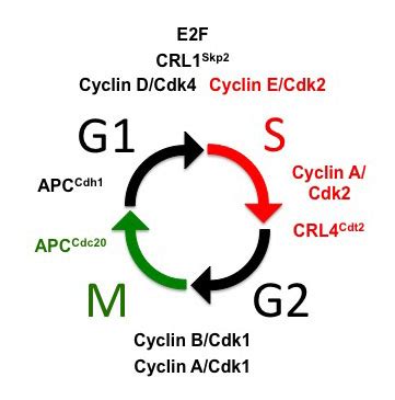 Canonical Cell Cycle And Key Regulators Duronio Lab