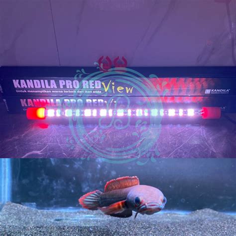 Jual LED Tanning Kandila Pro Red View 1200 Lampu Aquarium Ikan Hias