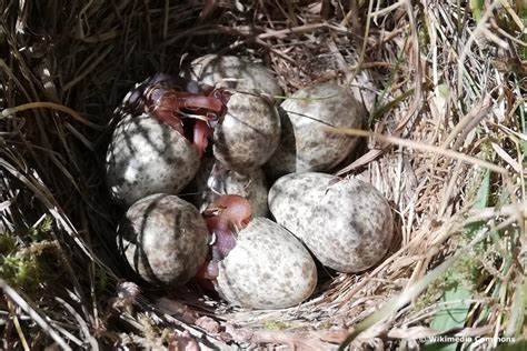 Vogeleier Bestimmen 20 Vogelarten Mit Bild Gartenlexikon De