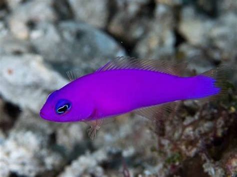 20 Best Saltwater Fish For Beginners With Pictures