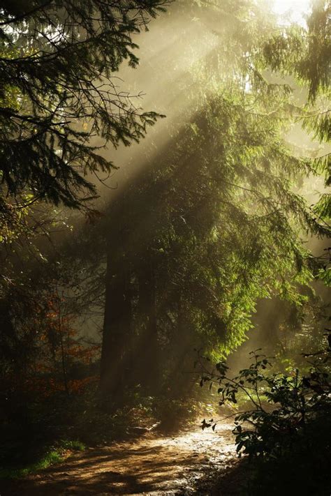 Free Images Landscape Tree Nature Forest Waterfall Wilderness