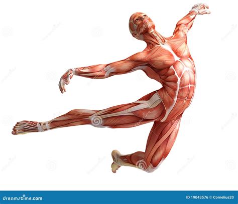 Anatomy Muscles Royalty Free Stock Image Image 19043576