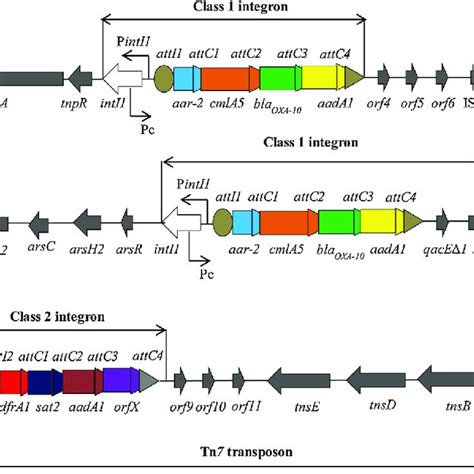 Schematic Representation Of Integrons And Resistance Genomic Islands