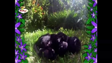 Randolphpoppy4279 Videos Dailymotion