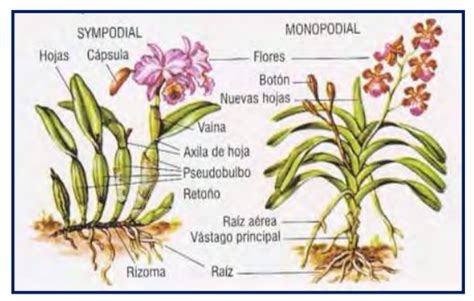 Orquídeas Introducción Fertihose Los mejores fertilizantes