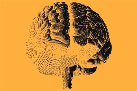 Comment Fonctionne Le Cerveau Humain Chantal Maille