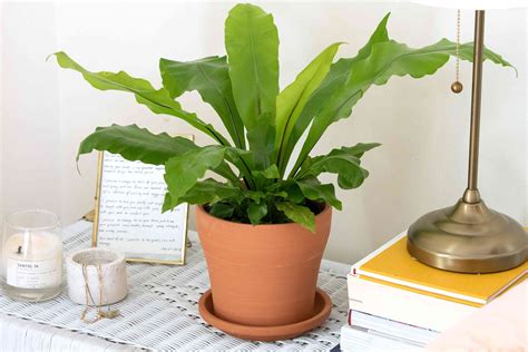 How To Grow And Care For Bird S Nest Fern