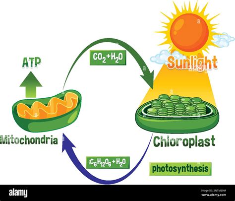 Photosynthesis Vs Cellular Respiration Venn Diagram