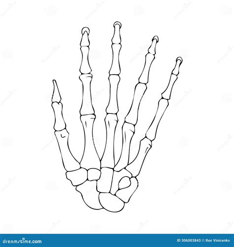 Contour Drawing Of The Bones Of The Human Hand Stock Vector