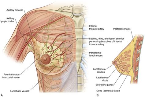Thorax Basicmedical Key