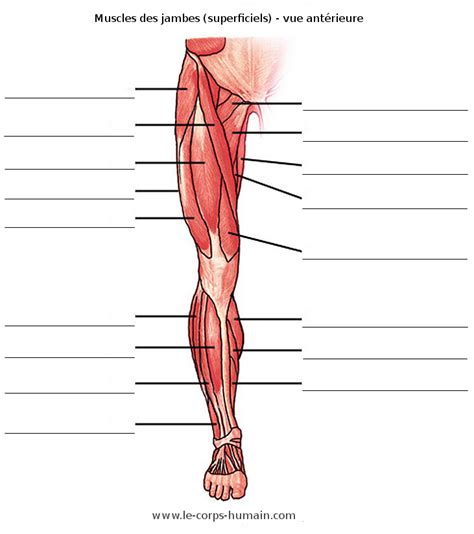 Les Quiz Sur Le Corps Humain Une Image Des Muscles De La Jambe