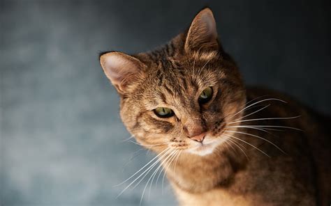 オレンジと灰色の猫 猫 顔 脂肪 外観 HDデスクトップの壁紙 Wallpaperbetter
