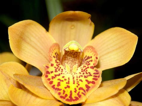 Topo 96 imagem folha da orquídea amarela br thptnganamst edu vn