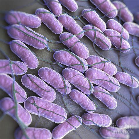 Salmonella Bacteria Photograph By Science Picture Co Fine Art America