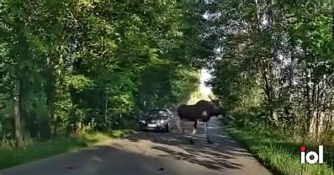 Vídeo alce atropela carro e depois vai se embora Notícias de hoje IOL