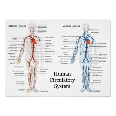 Human Circulatory System Of Arteries And Veins Poster Zazzle