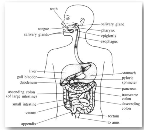 Draw A Labeled Diagram Of The Human Digestive System 5 MARKS