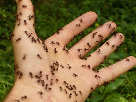 Jak pozbyć się mrówek w ogrodzie OgordyHortus