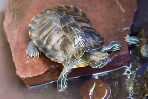 Red Eared Slider Tank How To Set It Up