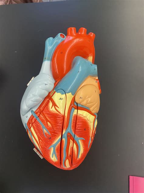Heart Lab Diagram Quizlet