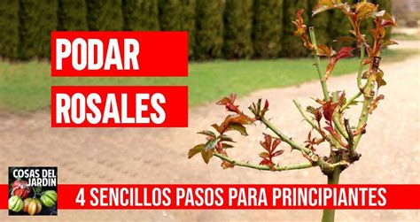 Como Podar Rosales Trepadores C Mo Y Cu Ndo Podar Los Rosales Paso