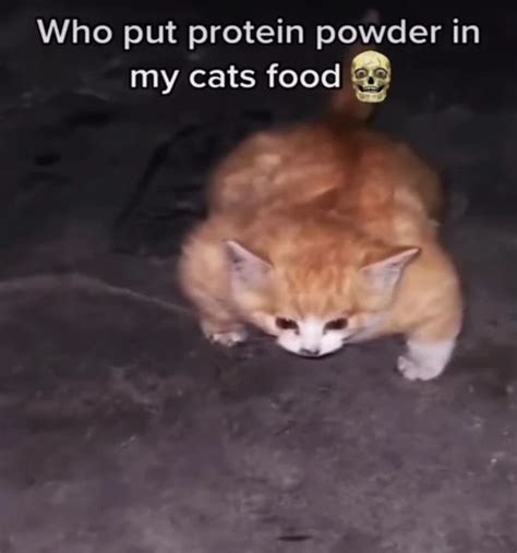 mèówr exe on Instagram He buff