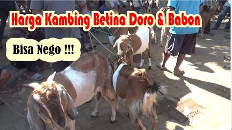 Harga Kambing Betina Doro Dan Babon Setelah Idul Adha Pasar Hewan