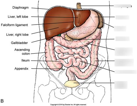 Abdominopelvic Cavity Image B Pt S Left Side Diagram Quizlet