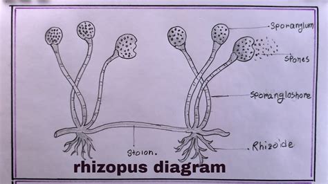 Diagram Of Rhizopushow To Draw Rhizopusdrawing Rhizopus Youtube