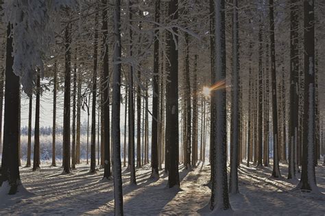 Winter Wald Sonnenlicht Kostenloses Foto Auf Pixabay Pixabay