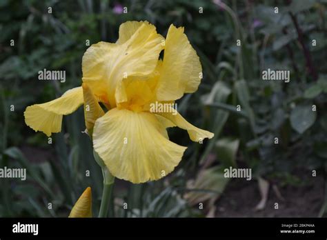 Casa jardín cama de flores Iris Planta rizomatosa perenne de la