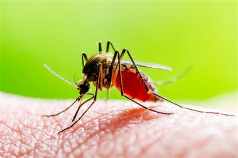 Ce simptome are infecția cu virusul West Nile