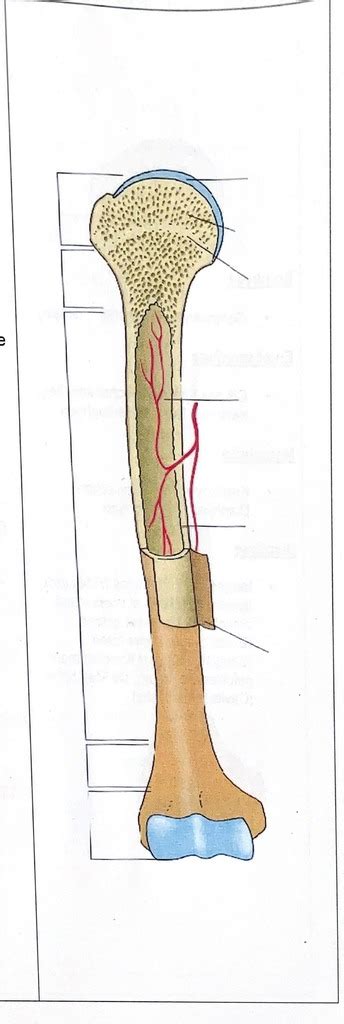 Knochenaufbau Diagram Quizlet