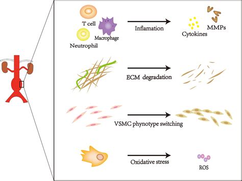 Frontiers Relationships Between Perivascular Adipose Tissue And