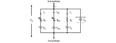 the schematic diagram of the hodgkin huxley model the schematic download scientific diagram