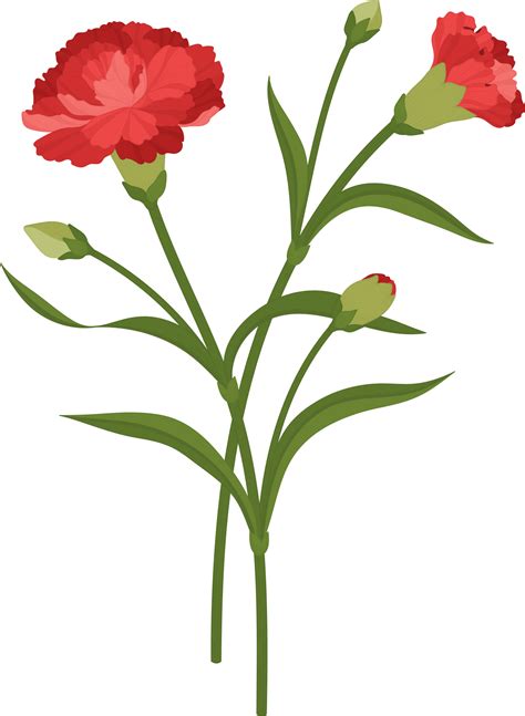 Free ilustración de dibujado a mano de flor de clavel rojo 9842178 PNG