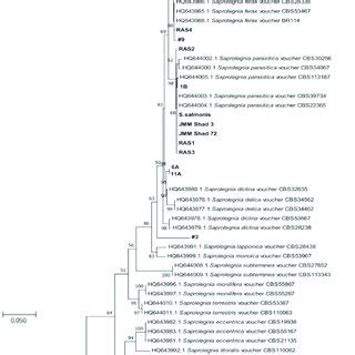 Maximum Likelihood Phylogenetic Tree Showing Evolutionary Relationships