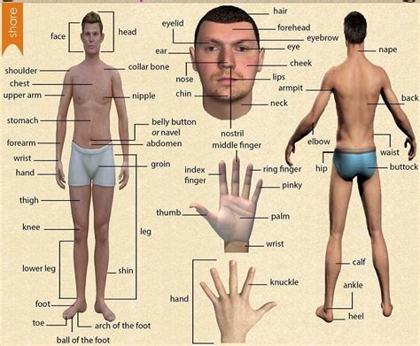 Chi tiết 57 về mô hình các bộ phận cơ thể người hay nhất coedo vn