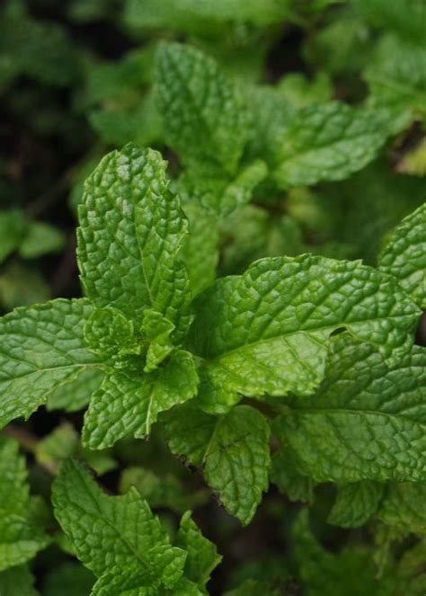 Plantas Medicinales Que Podemos Cultivar En Casa Artofit