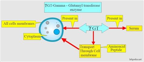 Gamma Glutamyltransferase Ggt Glutamyl Transpeptidase