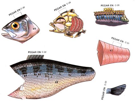 bienvenido al fascinante mundo de las ciencias anatomía de un pez